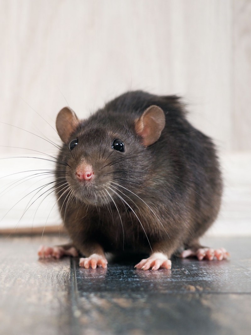 El significado de soñar que entra una rata en casa