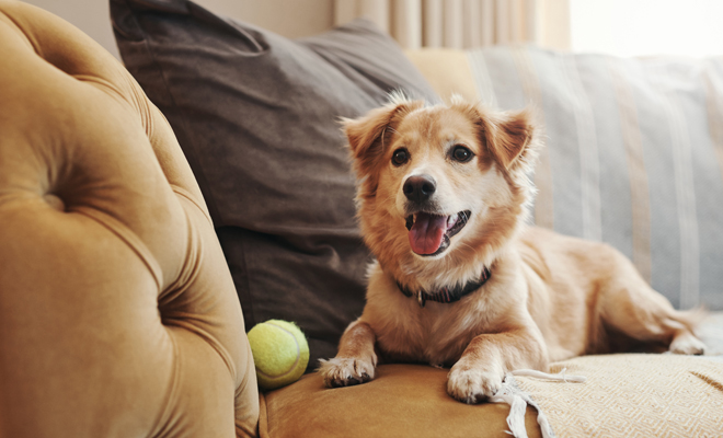 23 nombres para perros que son tendencia en 2023: apodos originales 23 nombres para perros que son tendencia en 2023: apodos originales