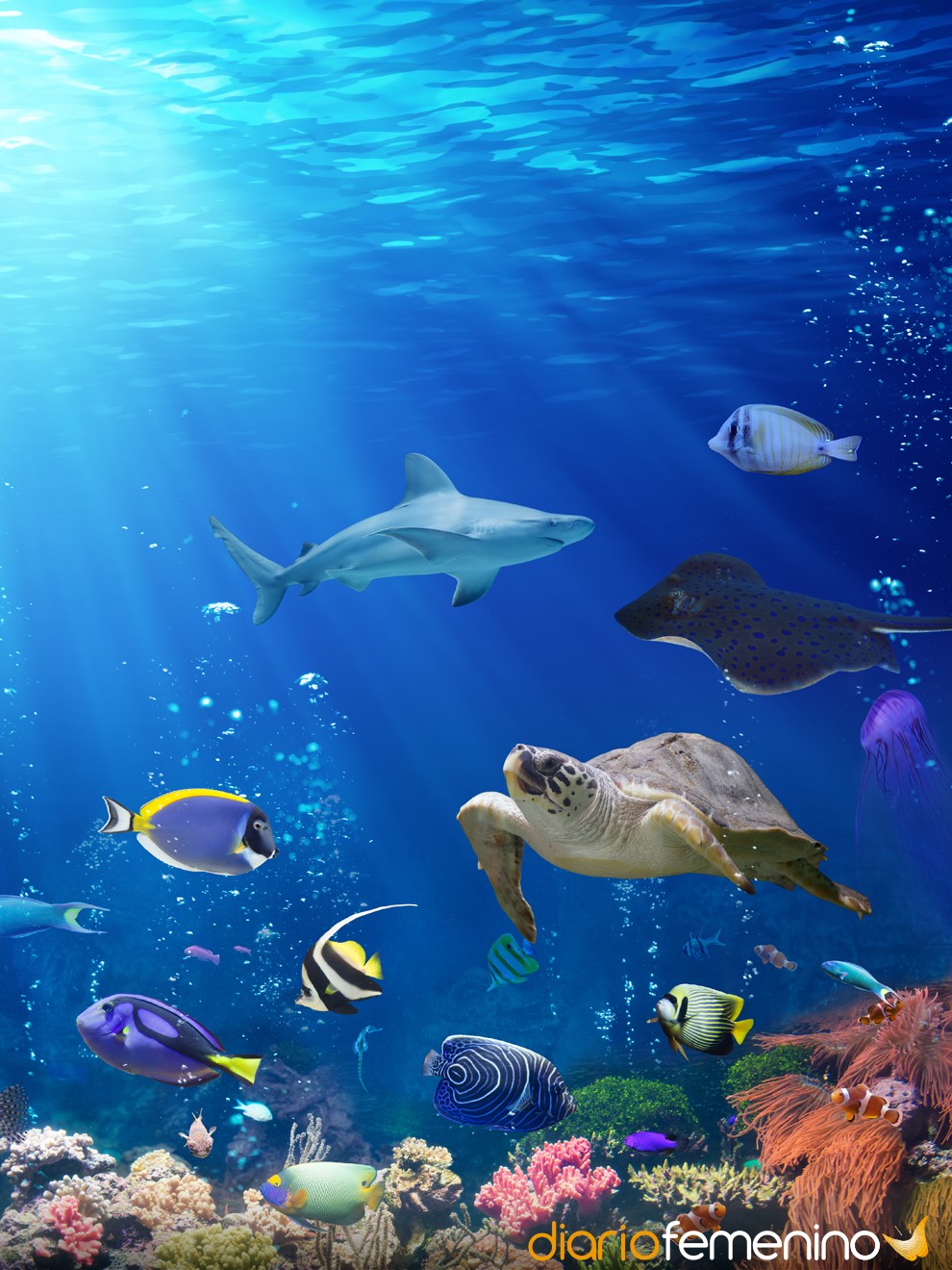 Animales Marinos Raros Bajo El Agua 6 Datos Curiosos Sobre El "animal