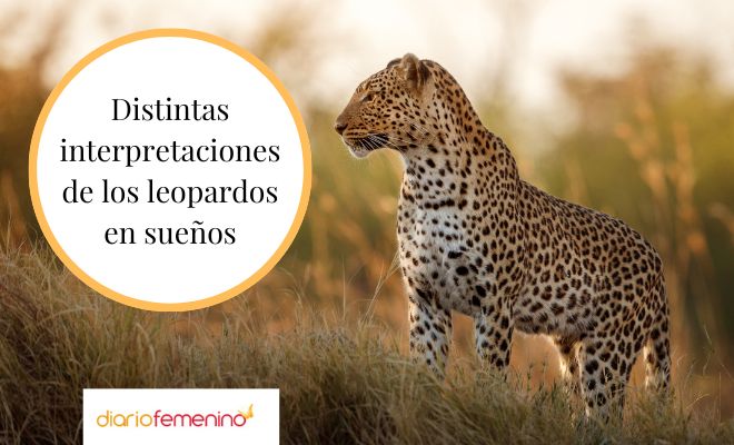 El feroz significado de soñar con leopardos que deberías conocer