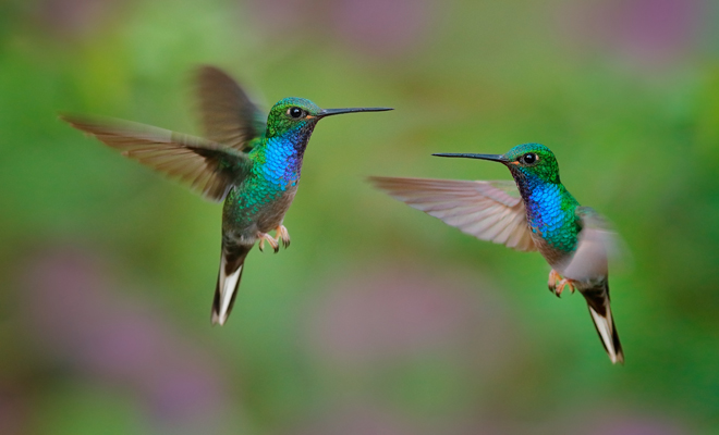 Guía Para Conocer El Significado De Soñar Con Pájaros Según Su Especie