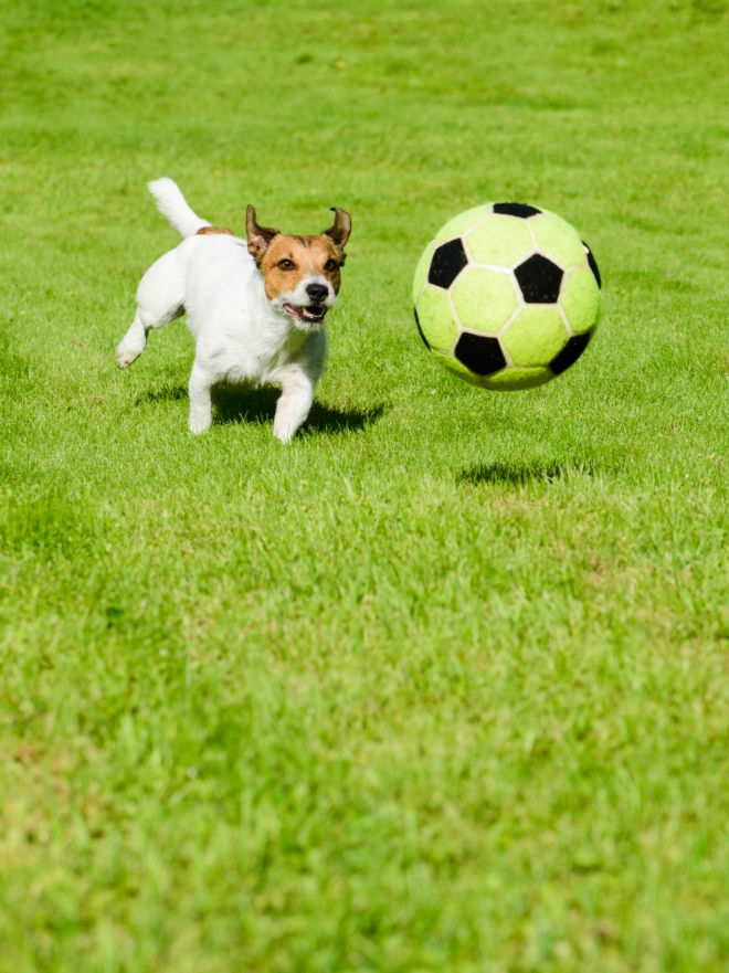 Nombres de perros inspirados en jugadores de fútbol
