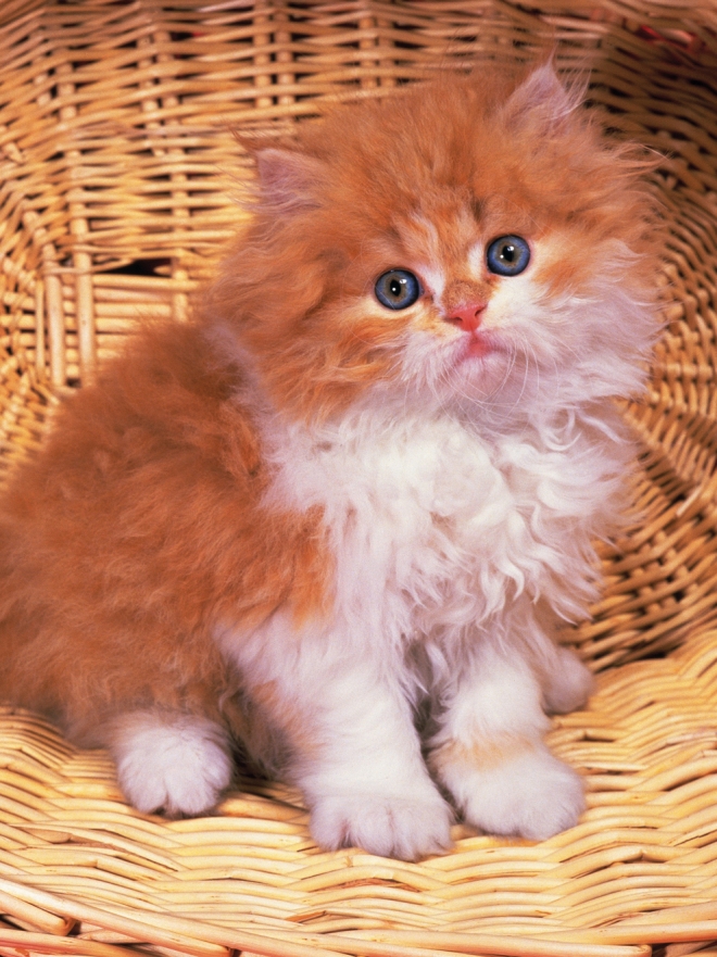 Día del Gato: 10 curiosidades sobre esta fecha