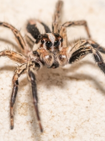 Definición de fobia: síntomas, causas y tratamientos más frecuentes