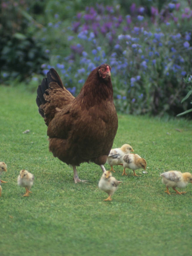Alectorofobia: cuando tienes miedo a los pollos