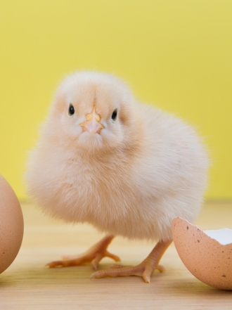 Soñar con patos: tu capacidad para disfrutar de los pequeños placeres