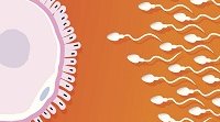 El moco cervical: qué es y para qué sirve