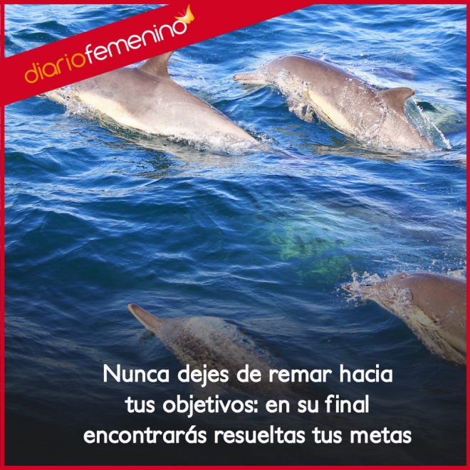 Frases para conseguir tus metas: nunca dejes de remar